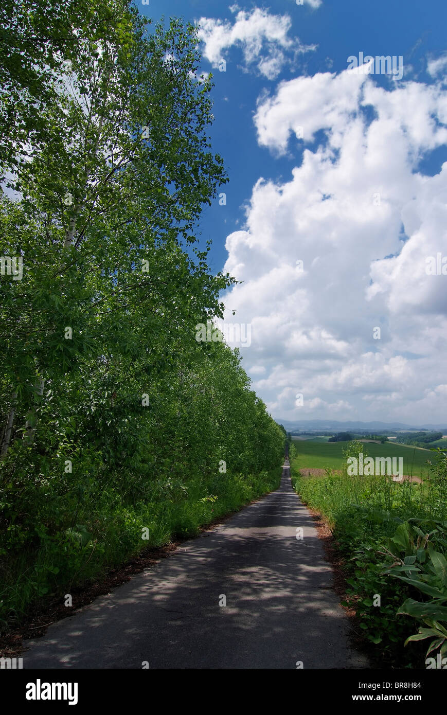 Road by forest Stock Photo - Alamy