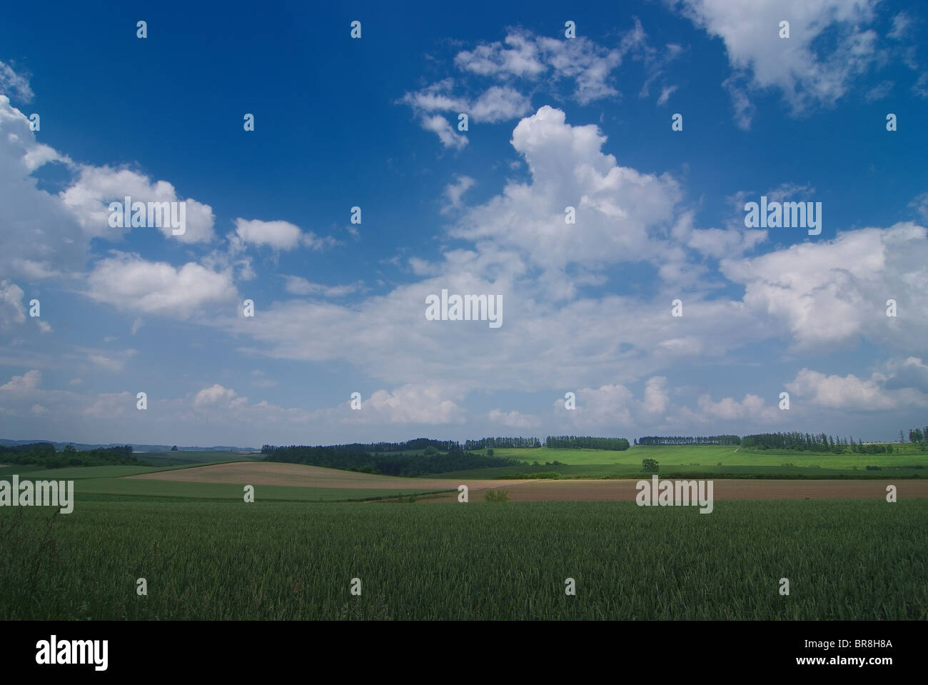 Scenery of field Stock Photo - Alamy