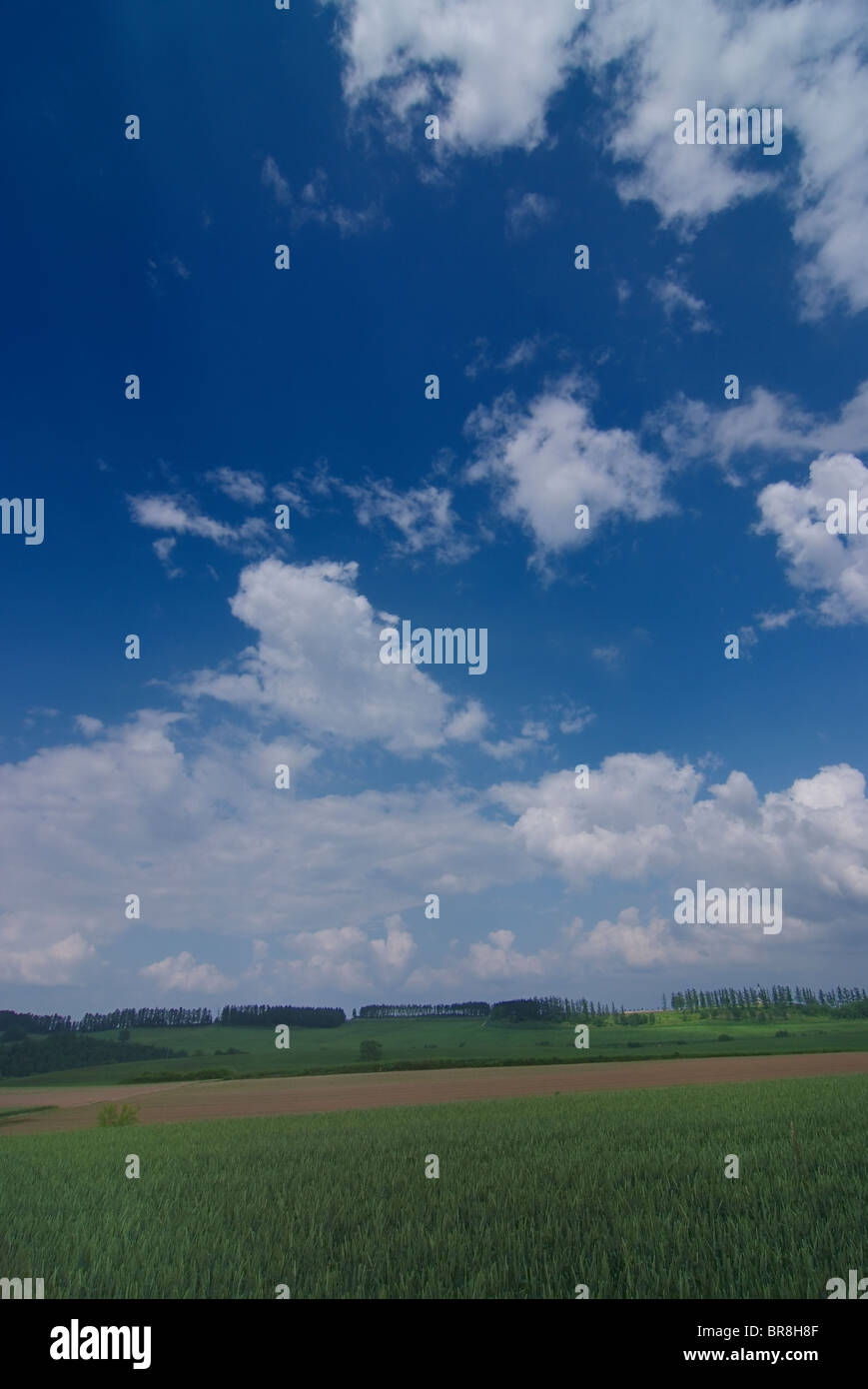 Scenery of field Stock Photo - Alamy