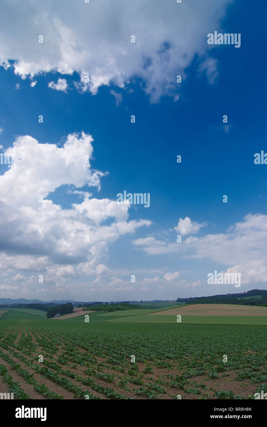 Scenery of field Stock Photo - Alamy