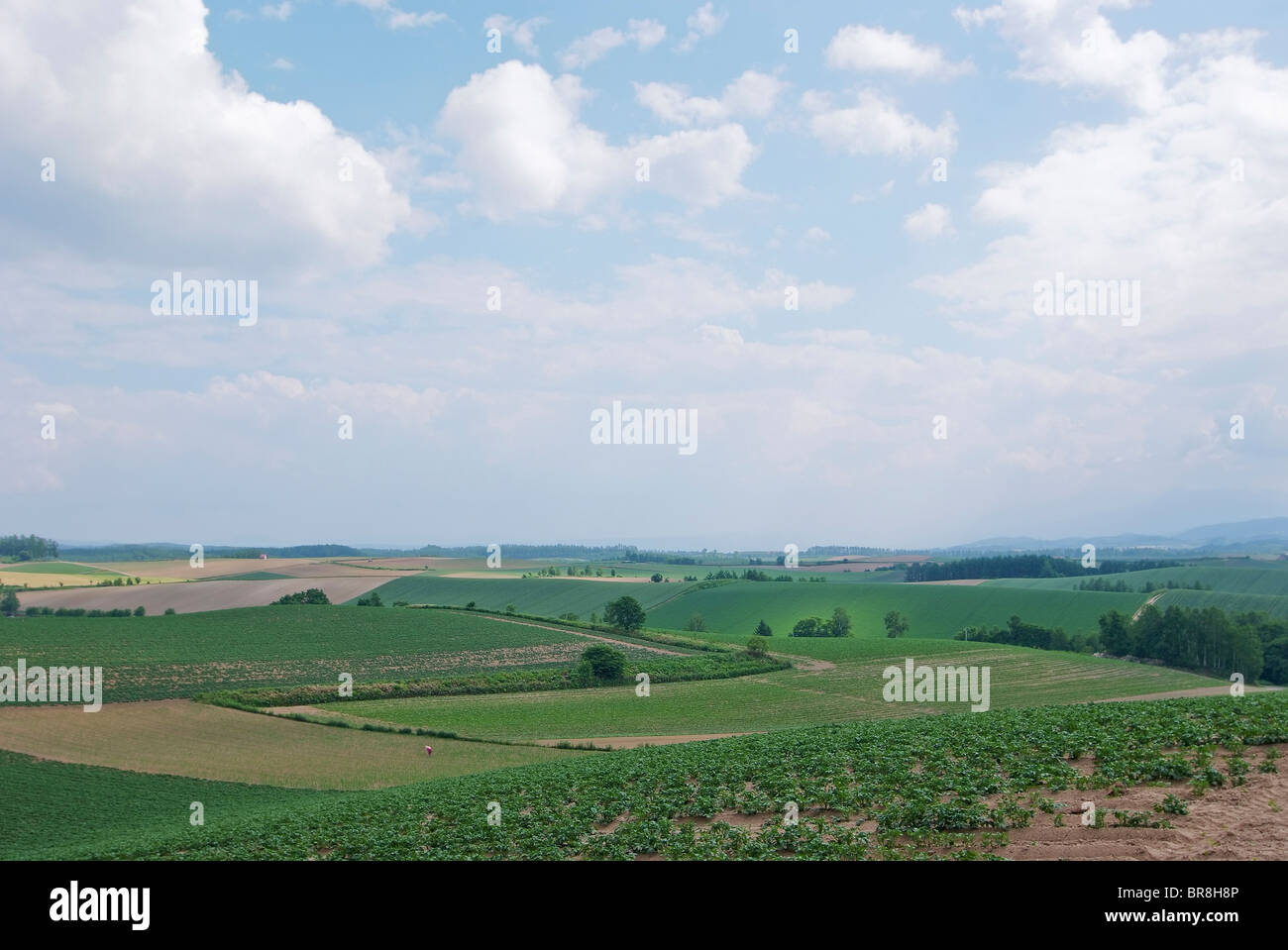 Scenery of field Stock Photo - Alamy