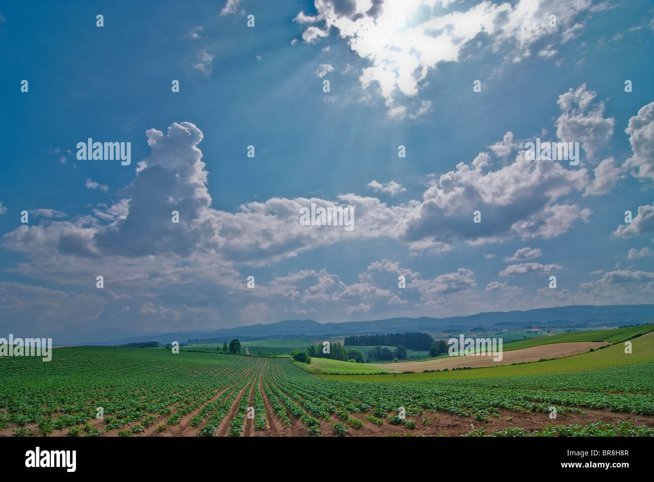 Scenery of field Stock Photo - Alamy