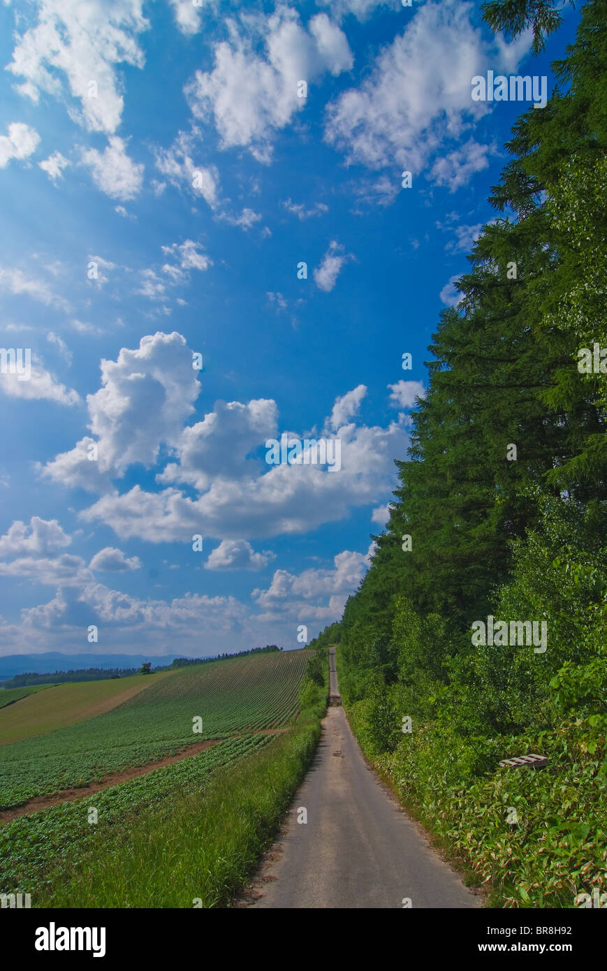 Road by forest Stock Photo - Alamy