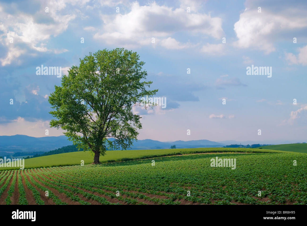 Tree in field Stock Photo - Alamy
