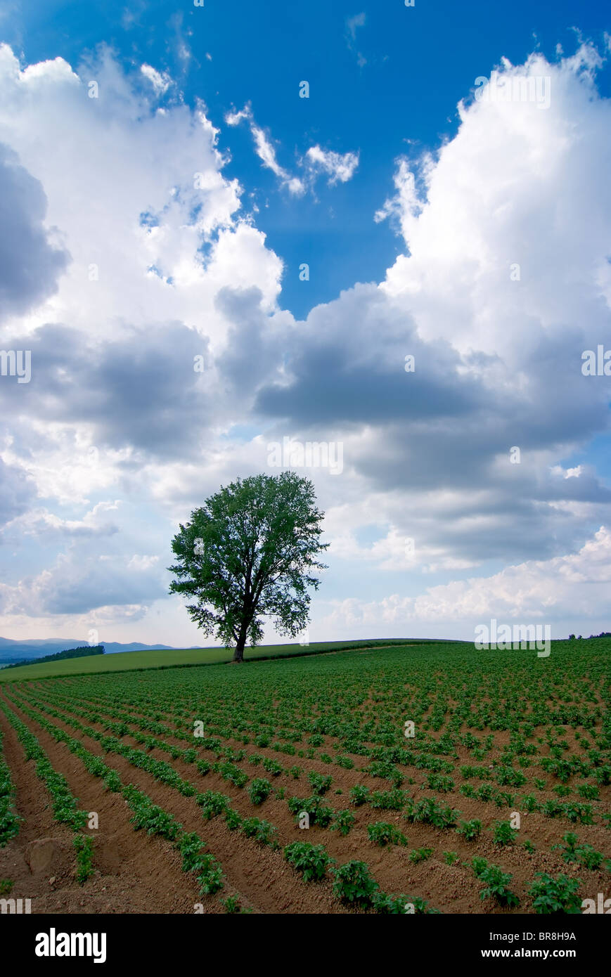 Tree in field Stock Photo - Alamy