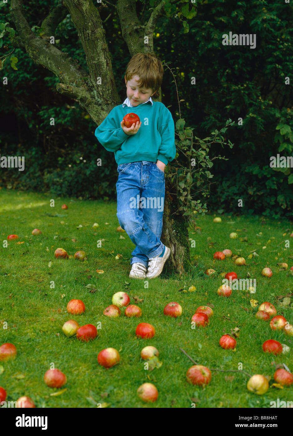 YOUNG BOY UNDER APPLE TREE WITH WIND FALLS Stock Photo - Alamy