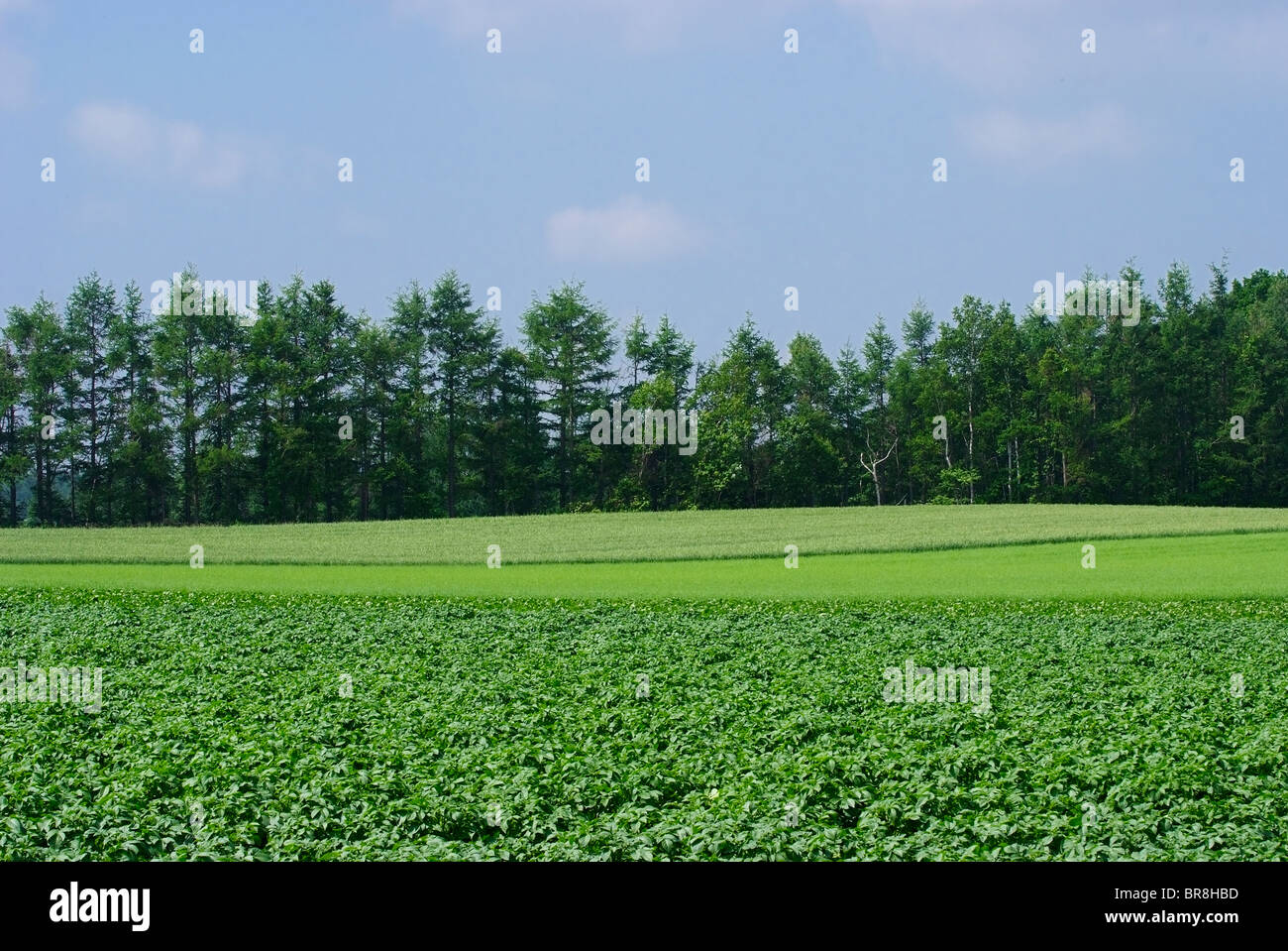 Scenery of field Stock Photo - Alamy