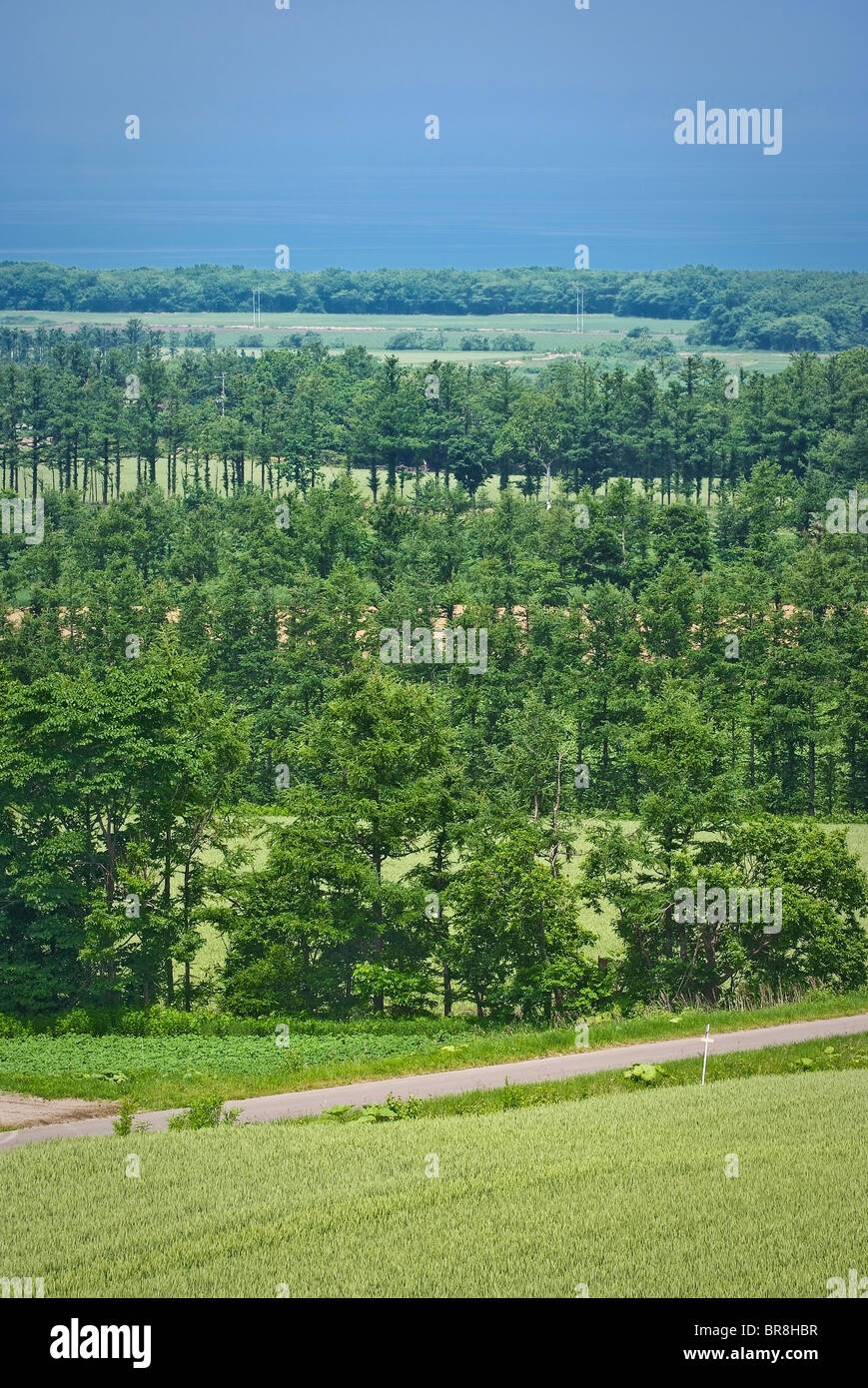 Field and windbreak of trees Stock Photo - Alamy