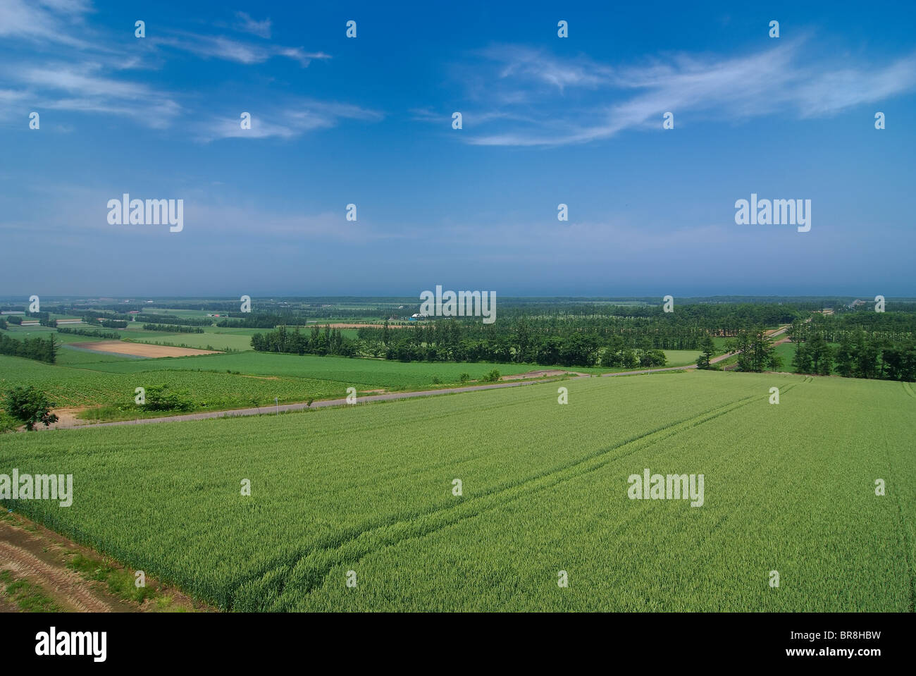 Windbreak tree hi-res stock photography and images - Alamy