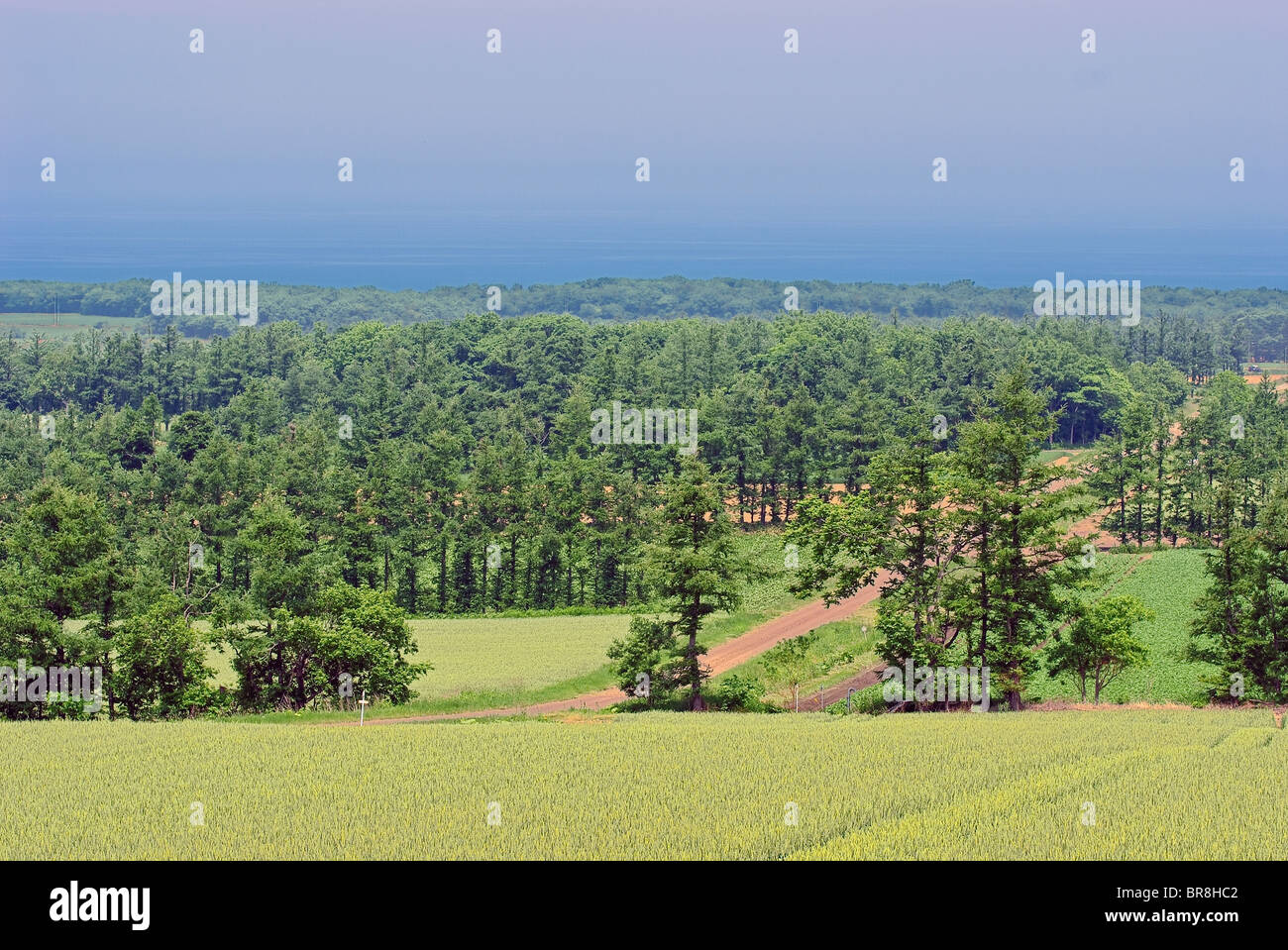 Trees with windbreak hi-res stock photography and images - Alamy
