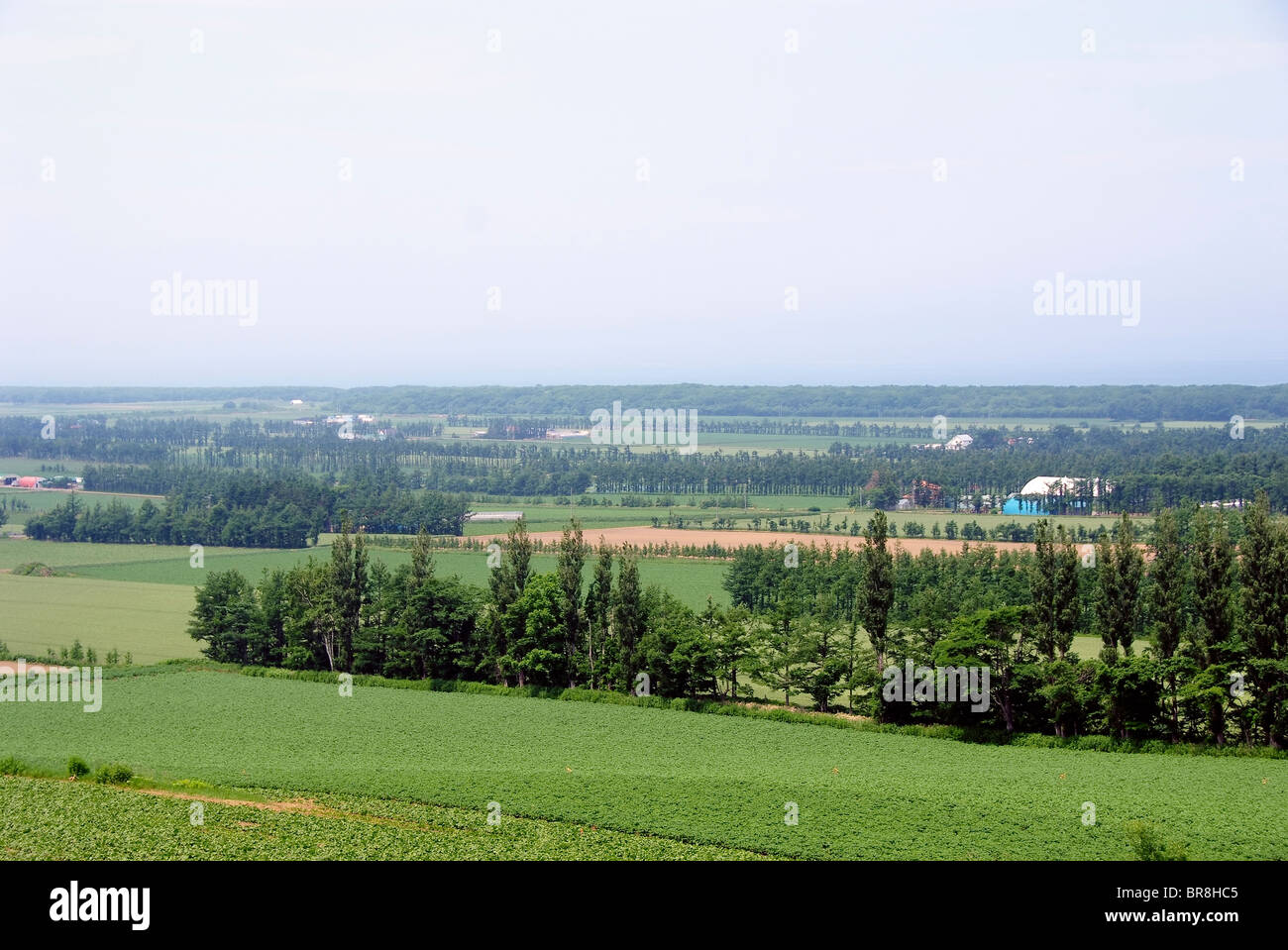 Field and windbreak of trees Stock Photo - Alamy