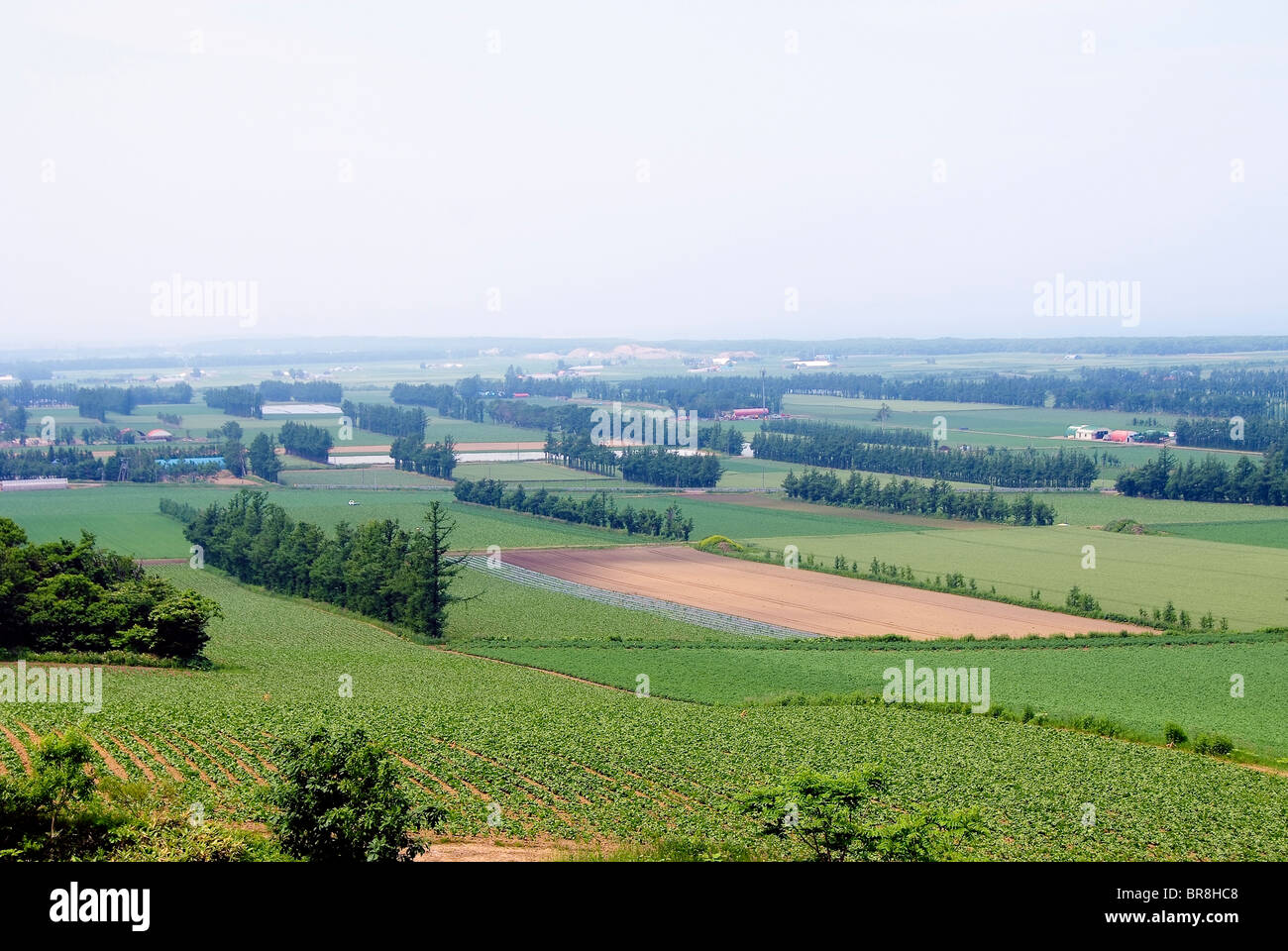 Windbreak plant hi-res stock photography and images - Alamy
