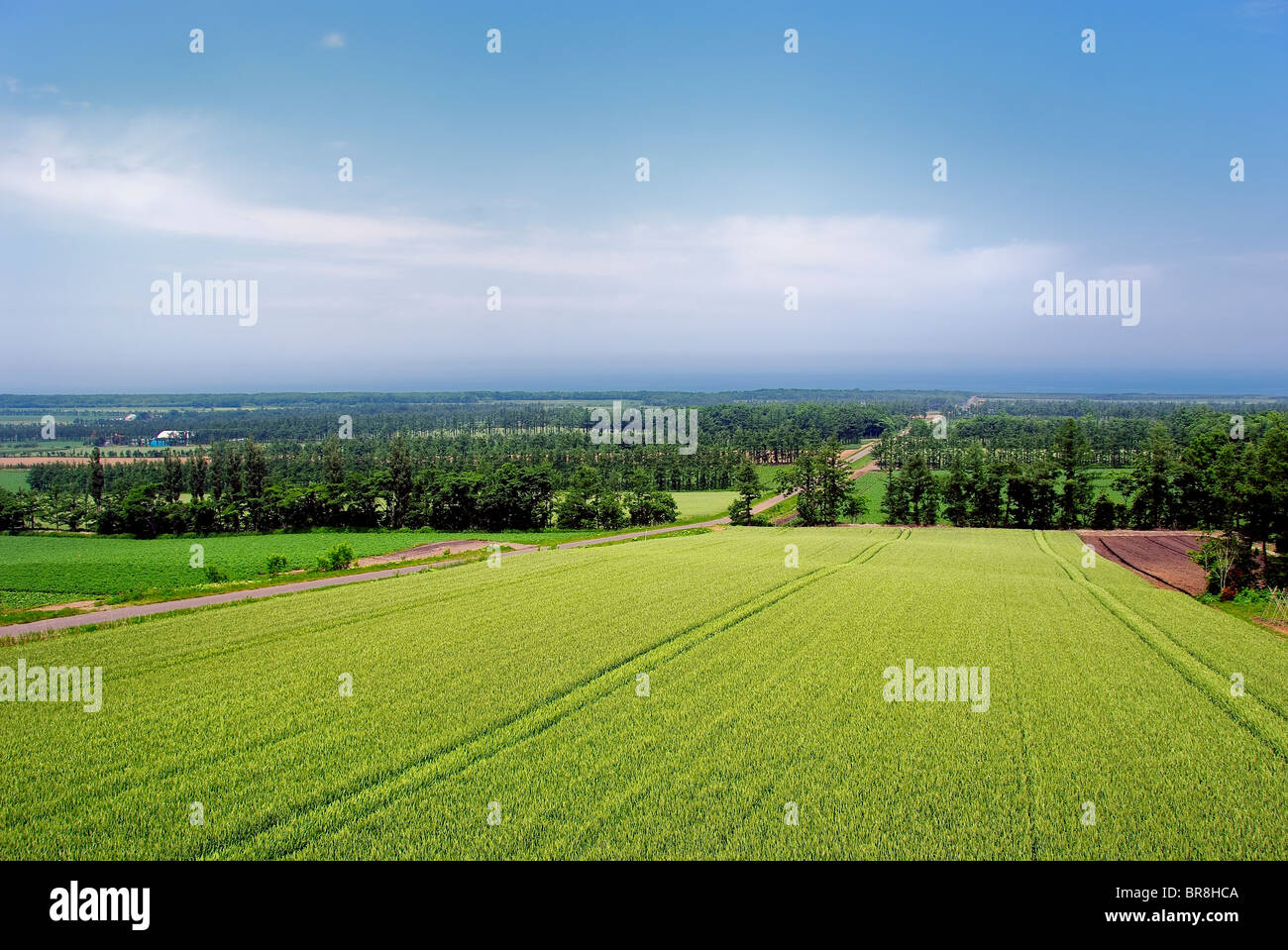 Field and windbreak of trees Stock Photo - Alamy