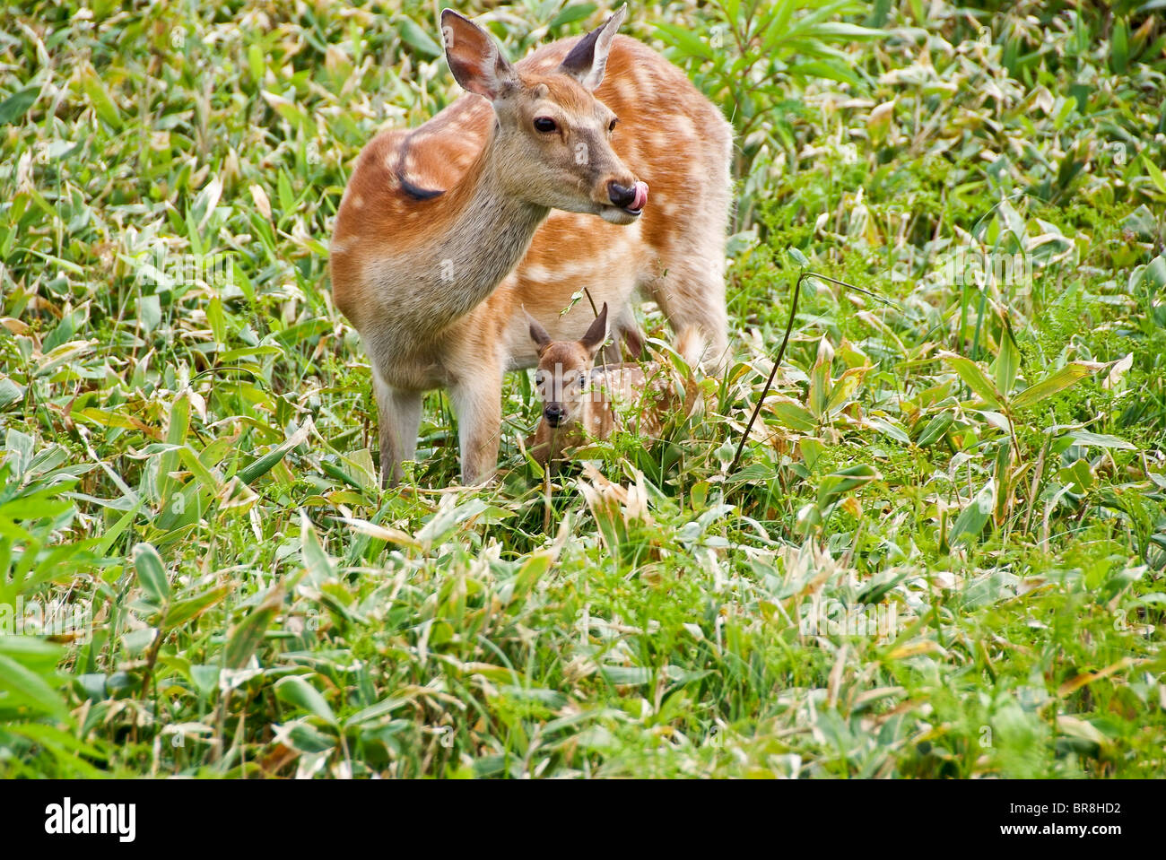 Deer family in field Stock Photo - Alamy