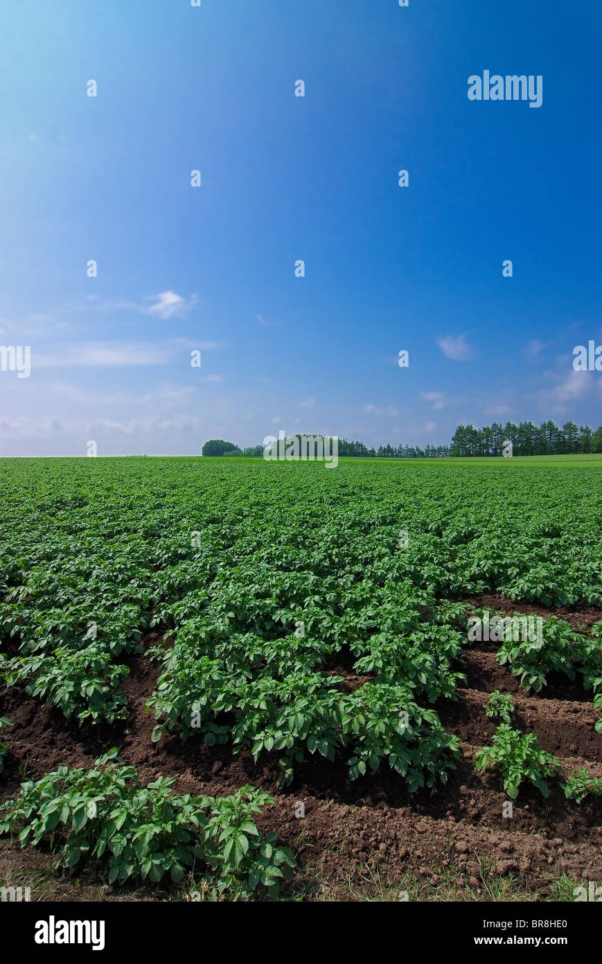 Scenery of field, copy space Stock Photo - Alamy