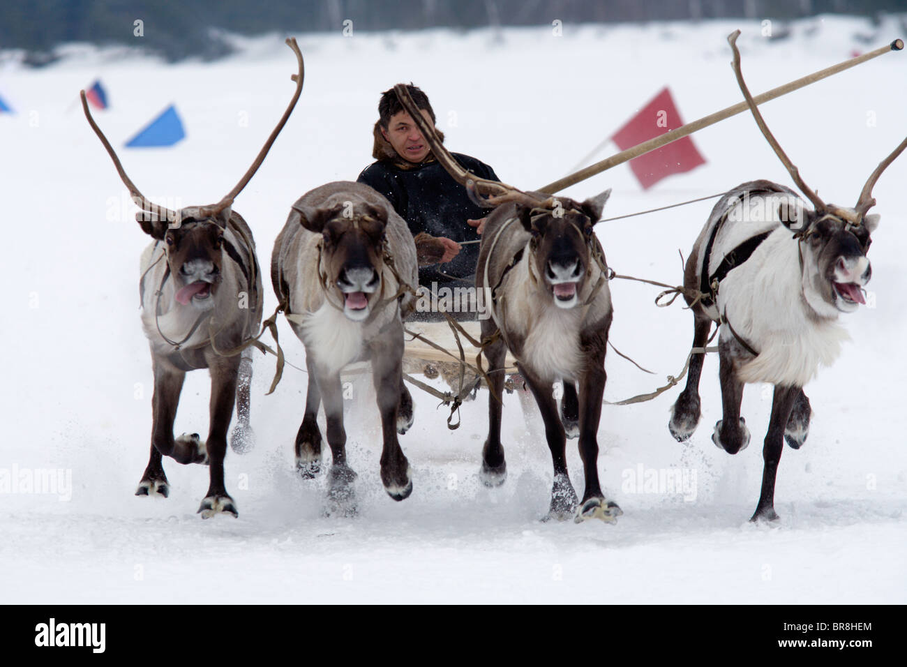 Reindeer races in Siberia Stock Photo - Alamy