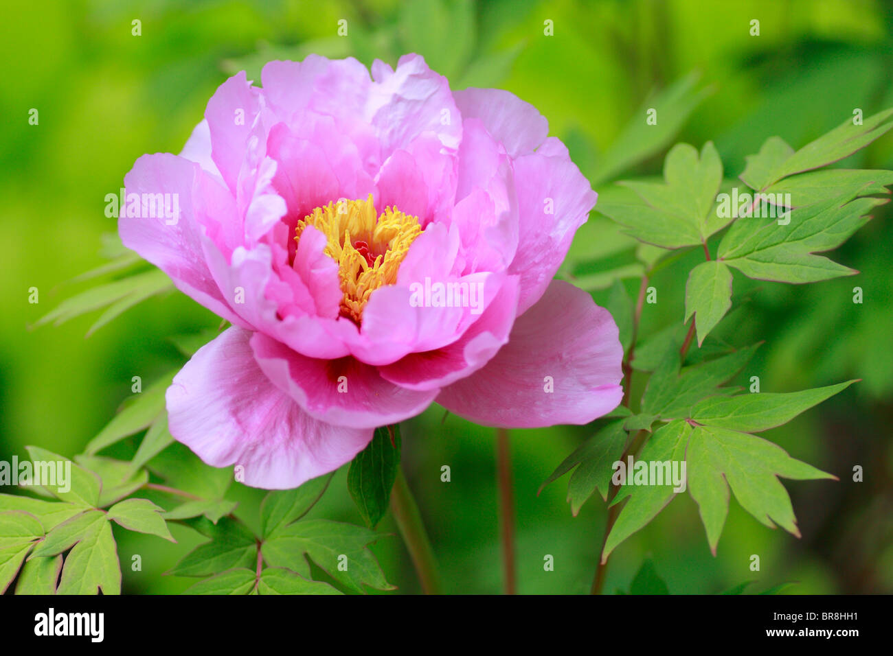 Peony hi-res stock photography and images - Alamy