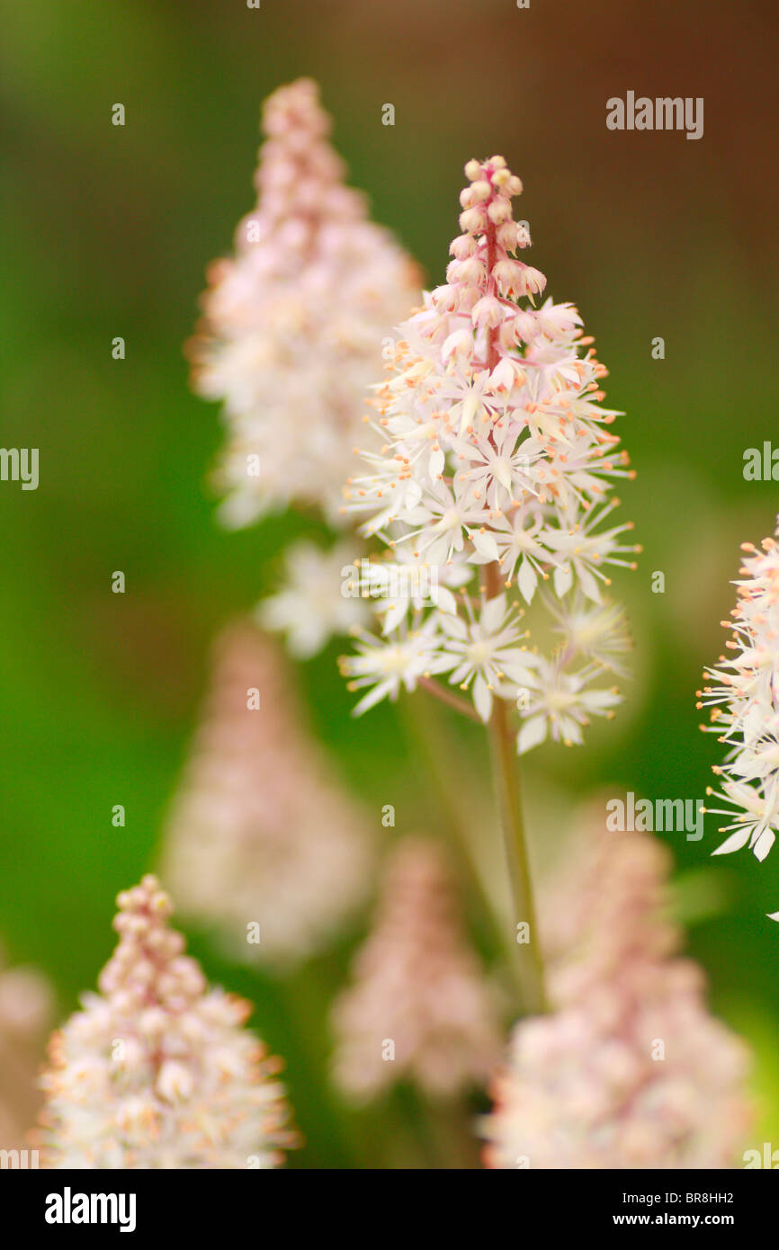 Tiarella hi-res stock photography and images - Alamy