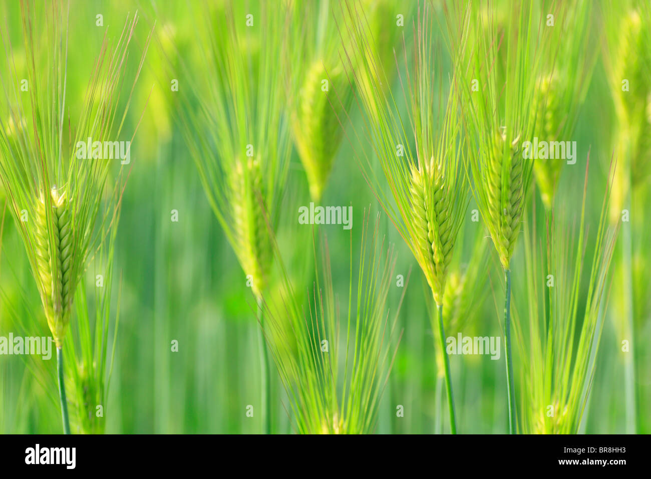 Wheat field outside city hi-res stock photography and images - Alamy