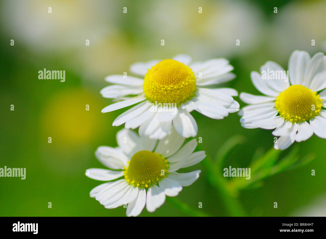 Camomile, close up, differential focus Stock Photo - Alamy