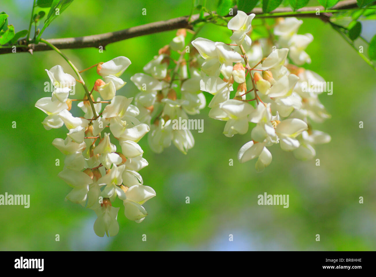 Locust flowers on branch, close up, differential focus Stock Photo - Alamy