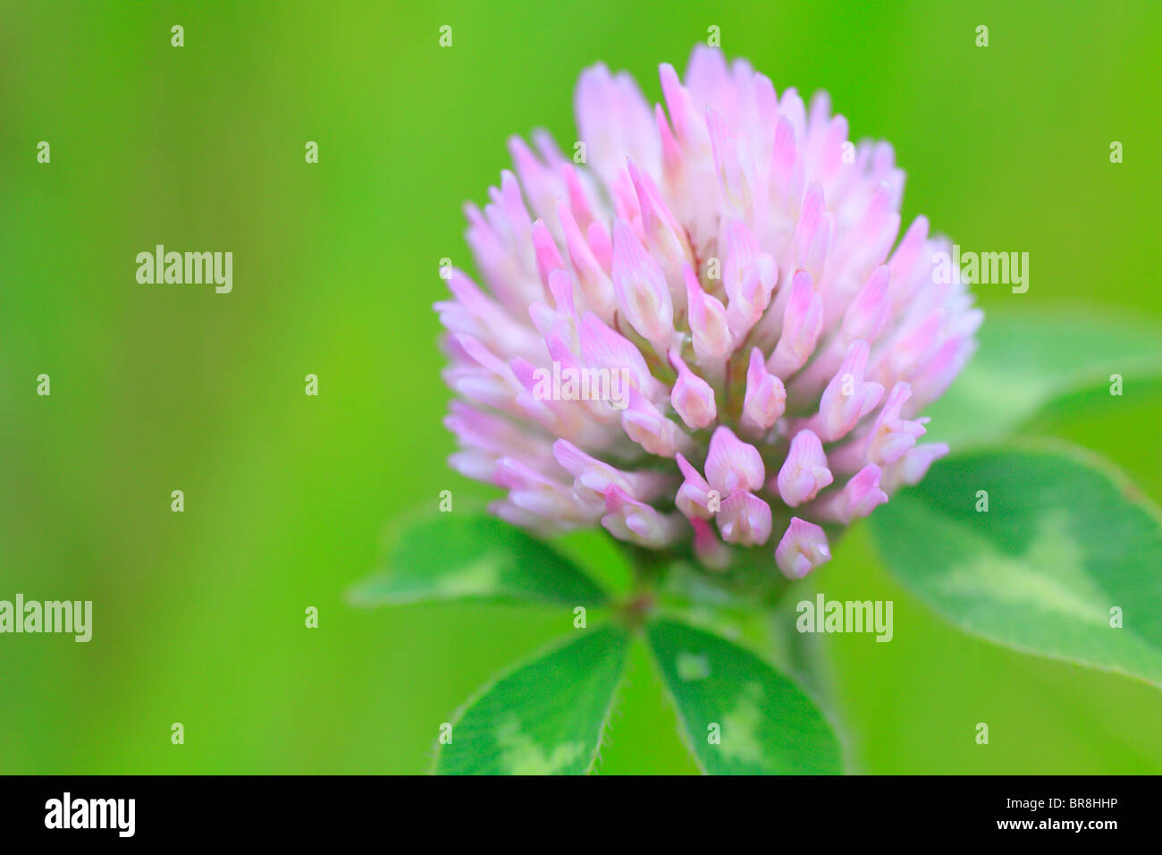 Red clover flower, close up, differential focus Stock Photo - Alamy