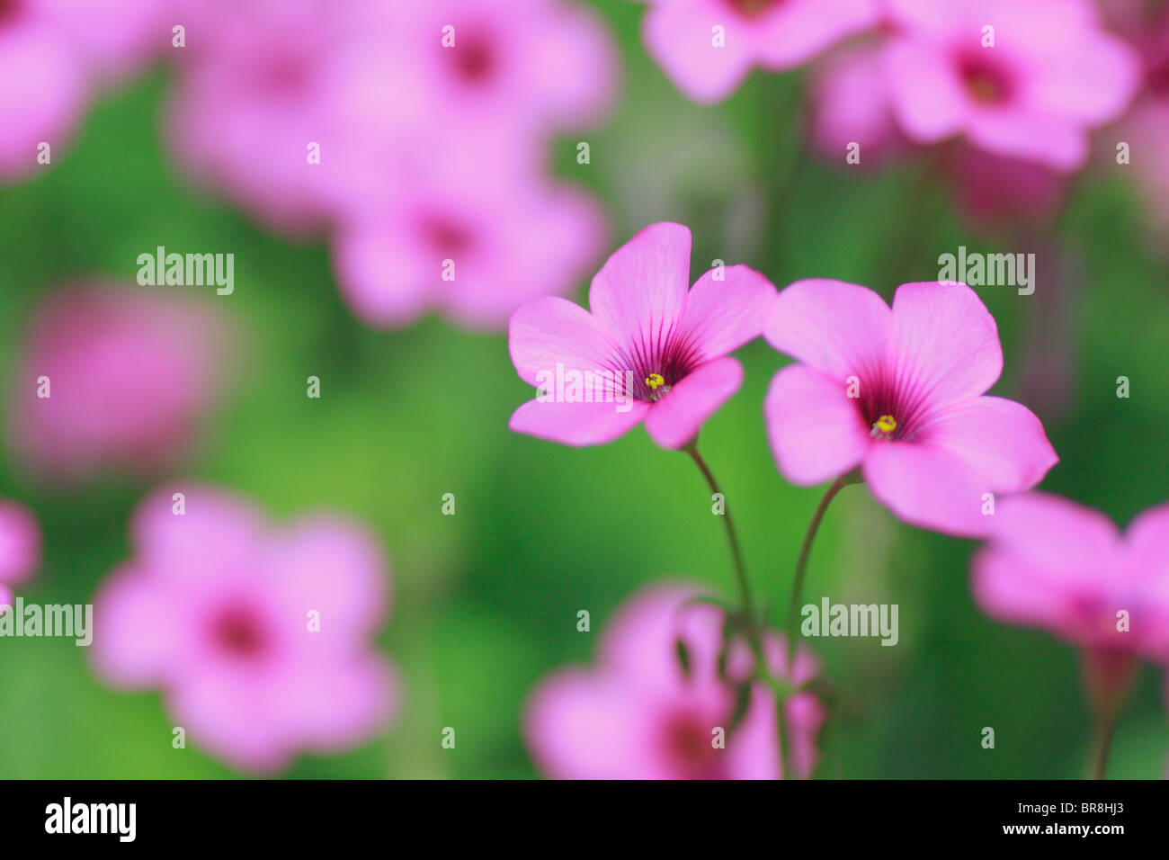 Pink flowers, close up, differential focus Stock Photo - Alamy
