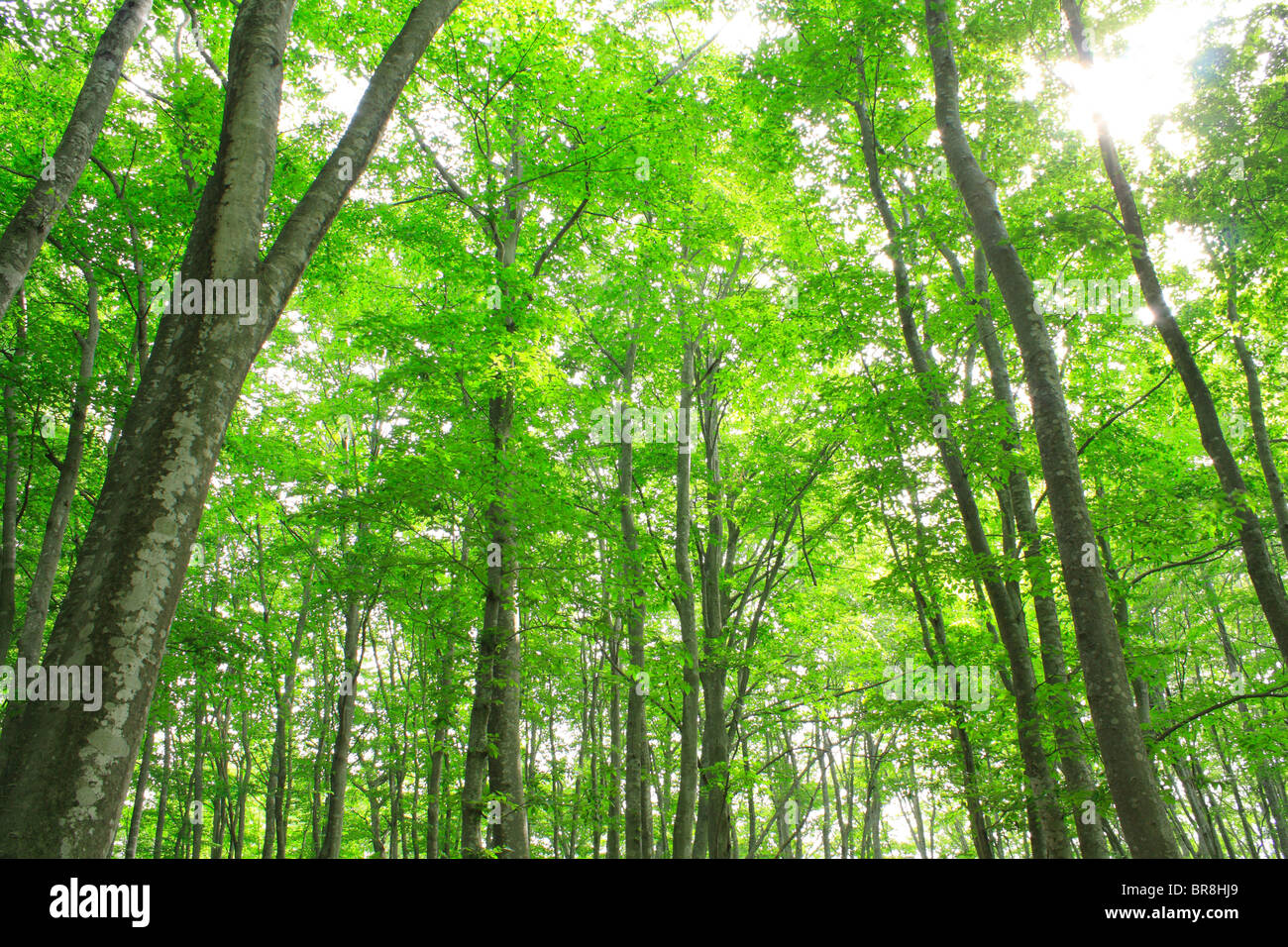 Beech tree leaf hi-res stock photography and images - Alamy