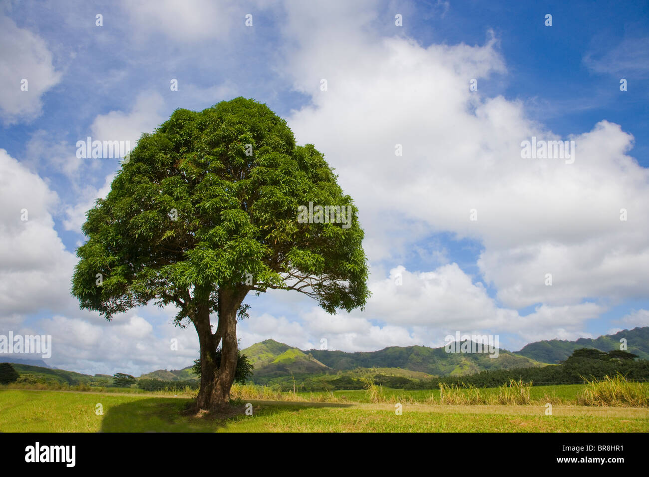 Tree in field Stock Photo - Alamy