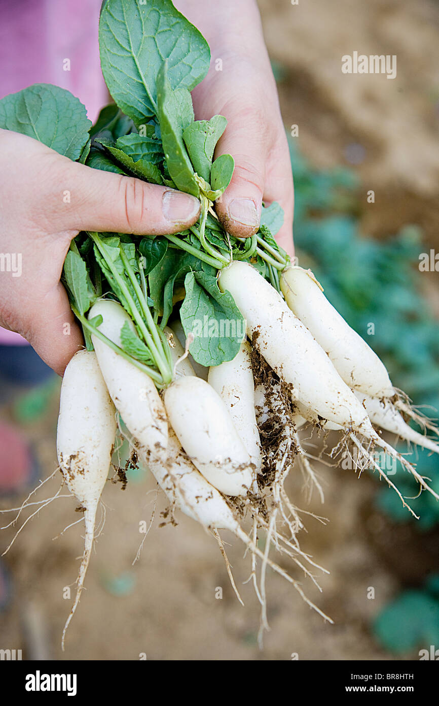 Woman holding Daikon radishes, close up, differential focus Stock Photo ...