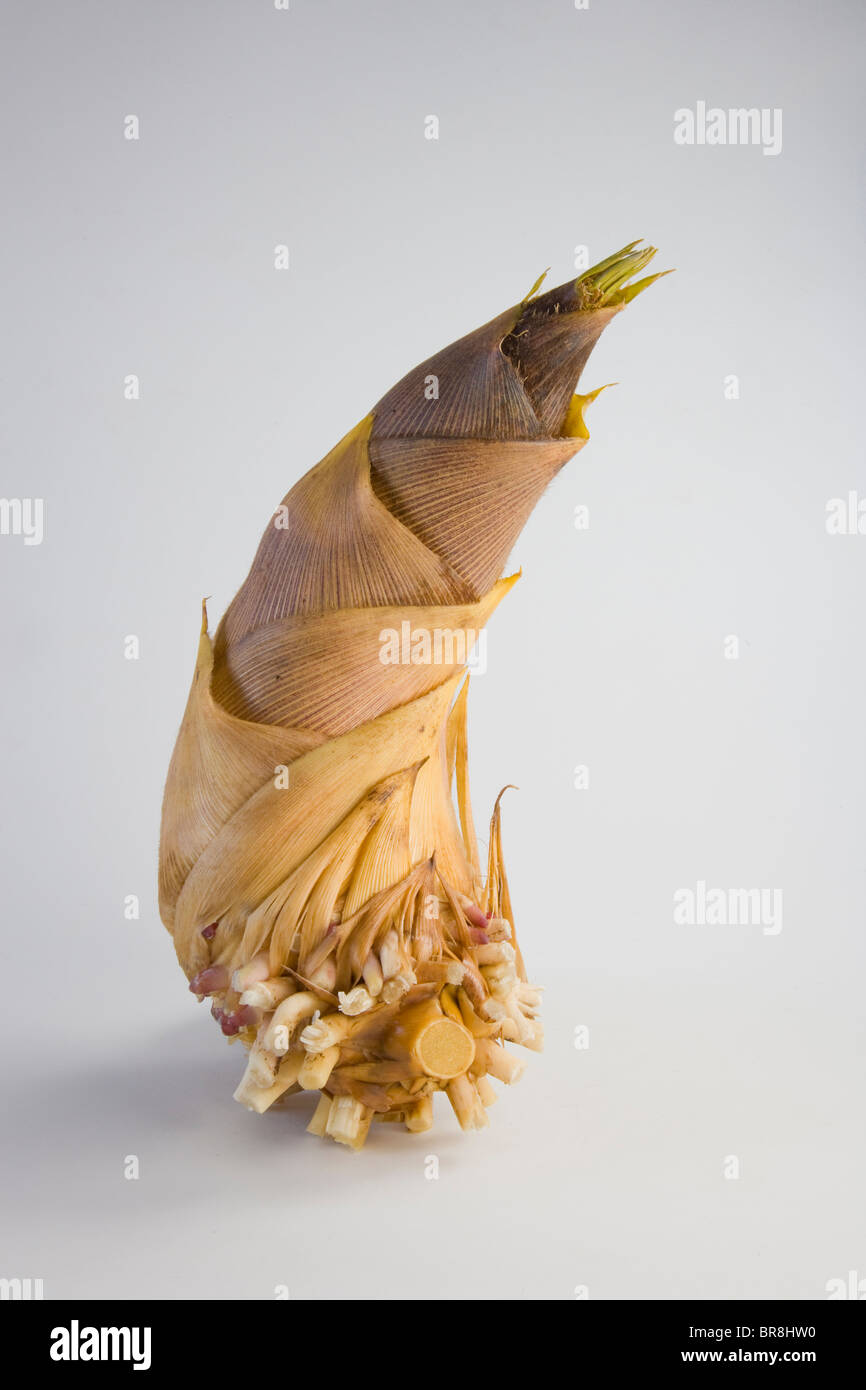 Bamboo shoot, close up, white background Stock Photo - Alamy