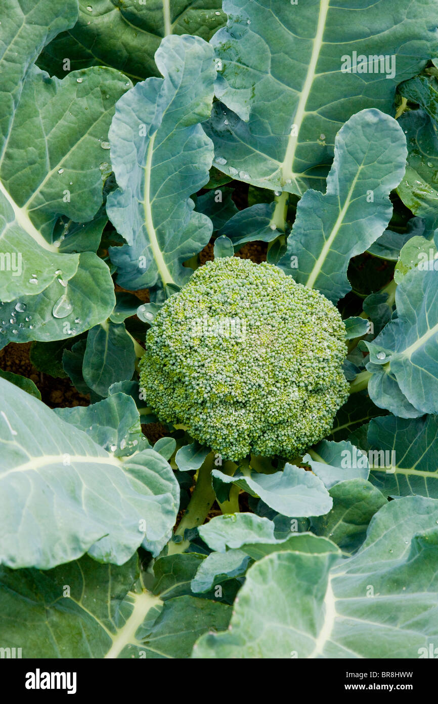 Broccoli, close up Stock Photo - Alamy