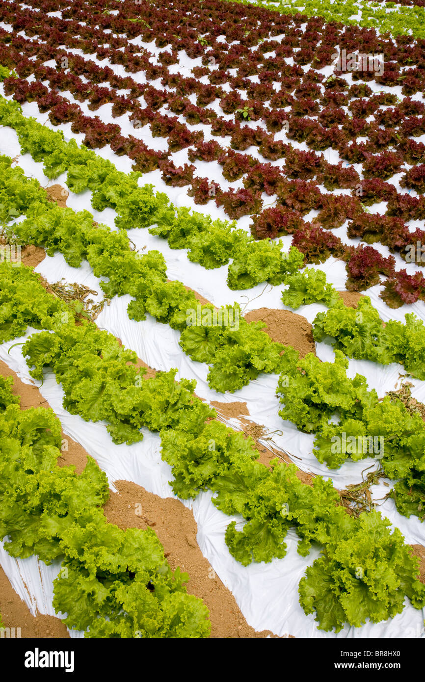 Lettuce farming in japan hi-res stock photography and images - Alamy