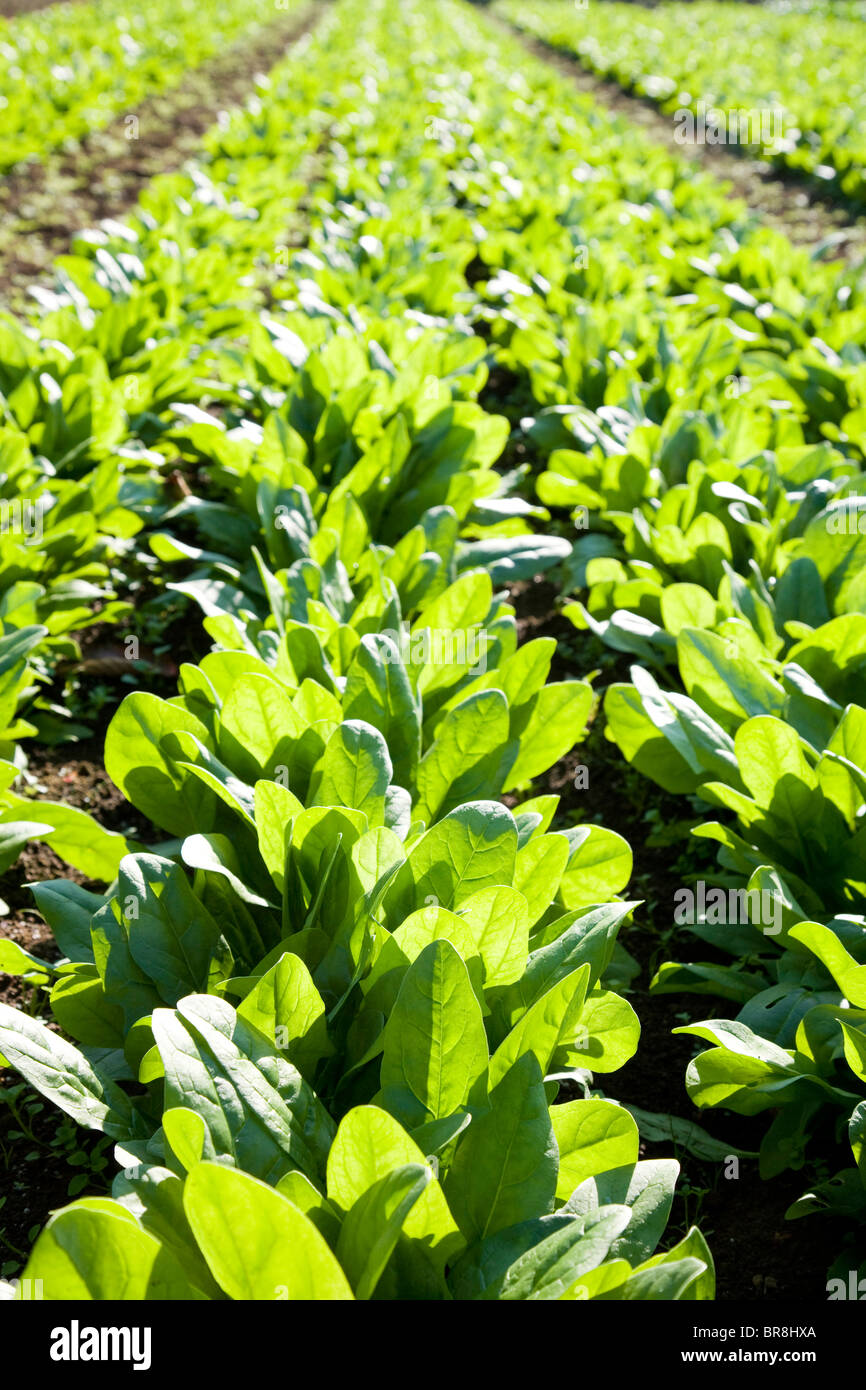 Field of spinach, close up Stock Photo - Alamy