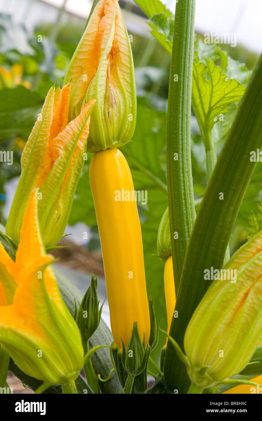 Zuchinis hi-res stock photography and images - Alamy