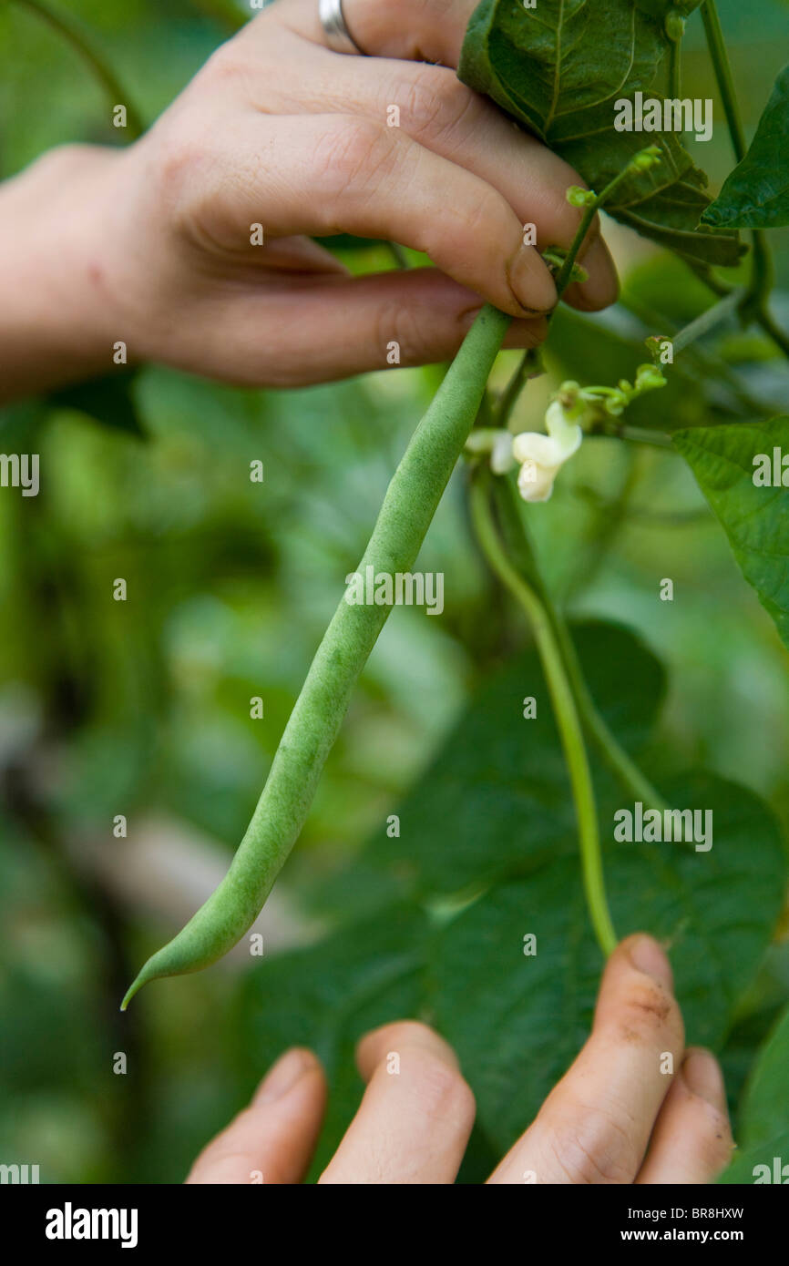 Woman picking green bean, close up, differential focus Stock Photo - Alamy