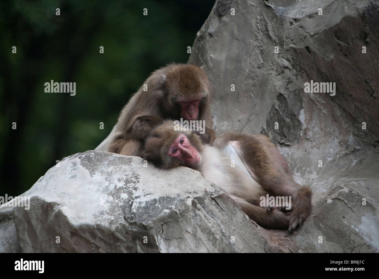 Two japanese macaques macaca fuscata hi-res stock photography and ...