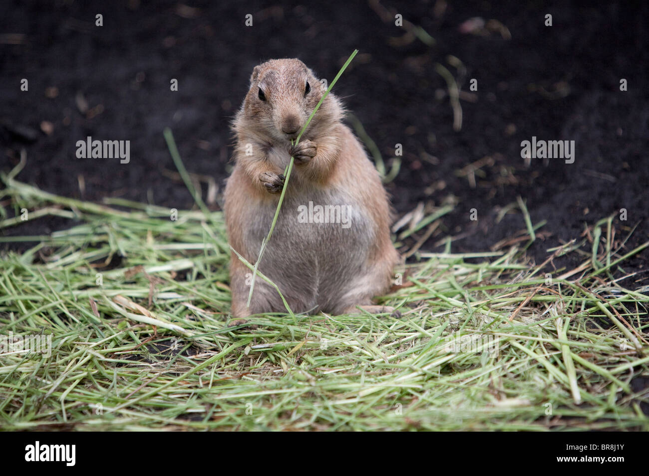 Dog of the prairies hi-res stock photography and images - Alamy