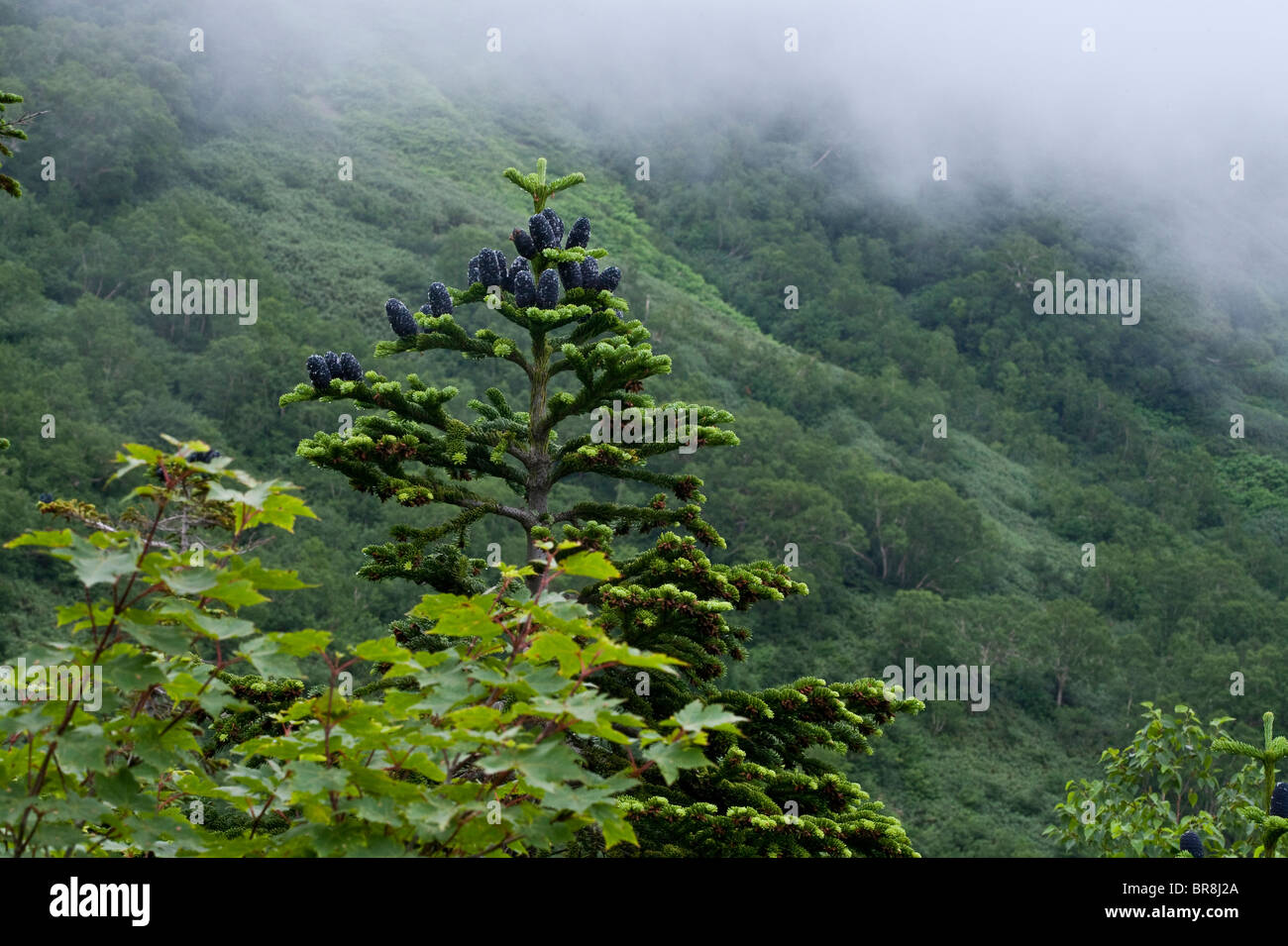 True pine hi-res stock photography and images - Alamy