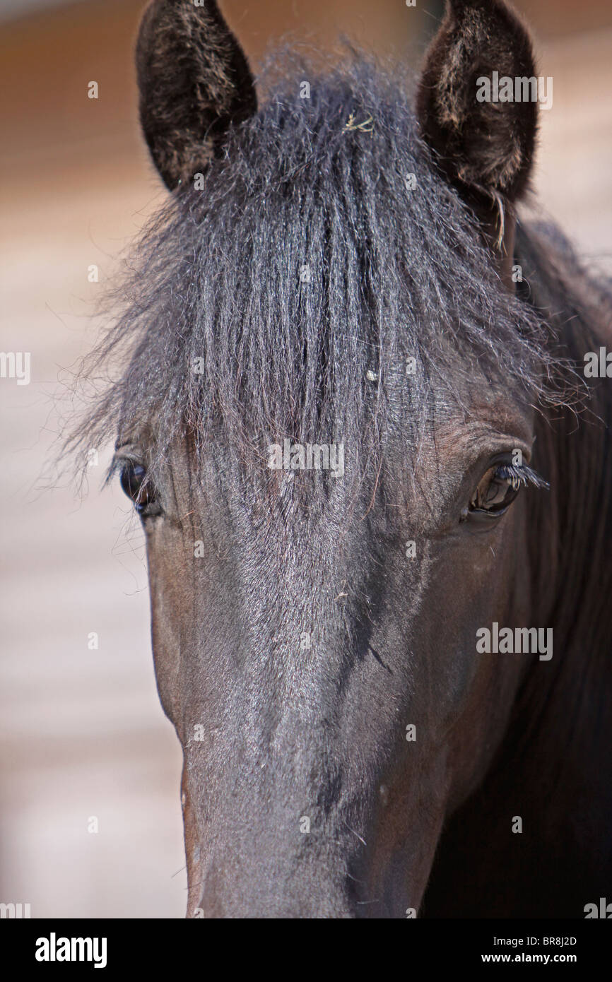 Head of a brown Morgan horse Stock Photo - Alamy