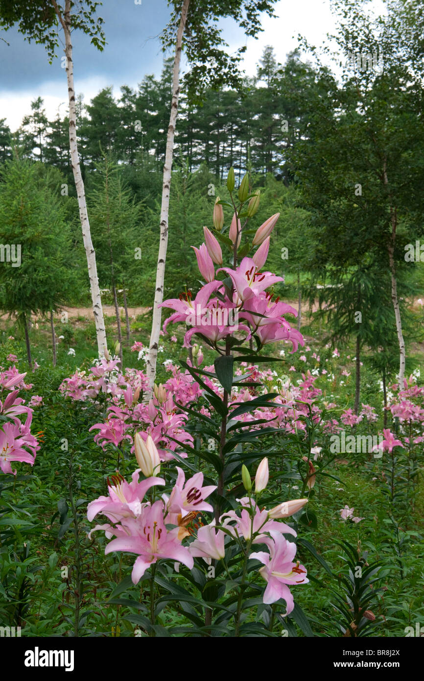 Lilies in field Stock Photo - Alamy