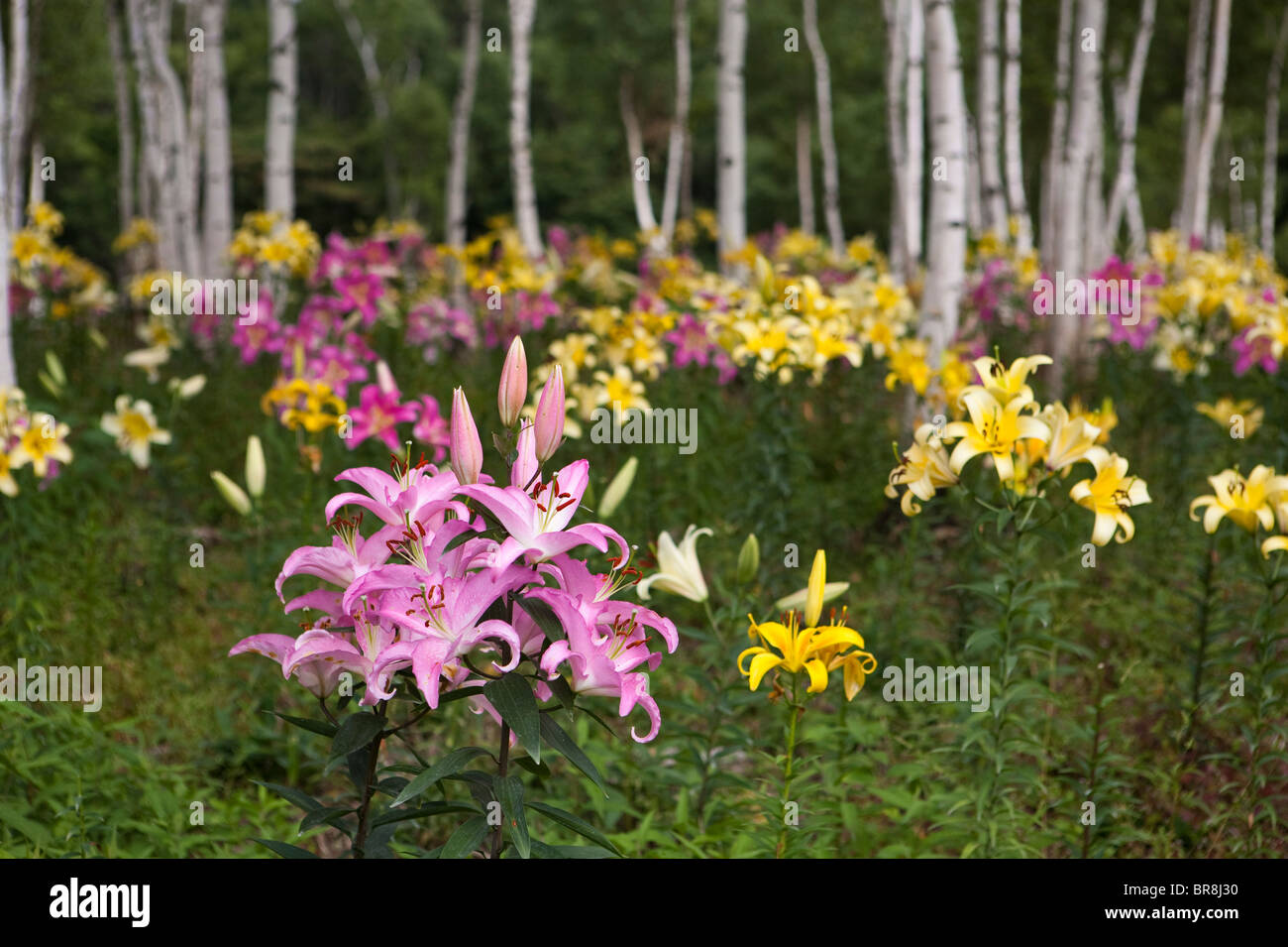 Field of pink lilies hi-res stock photography and images - Alamy