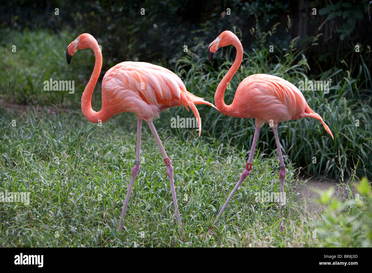 Flamingo field hi-res stock photography and images - Alamy
