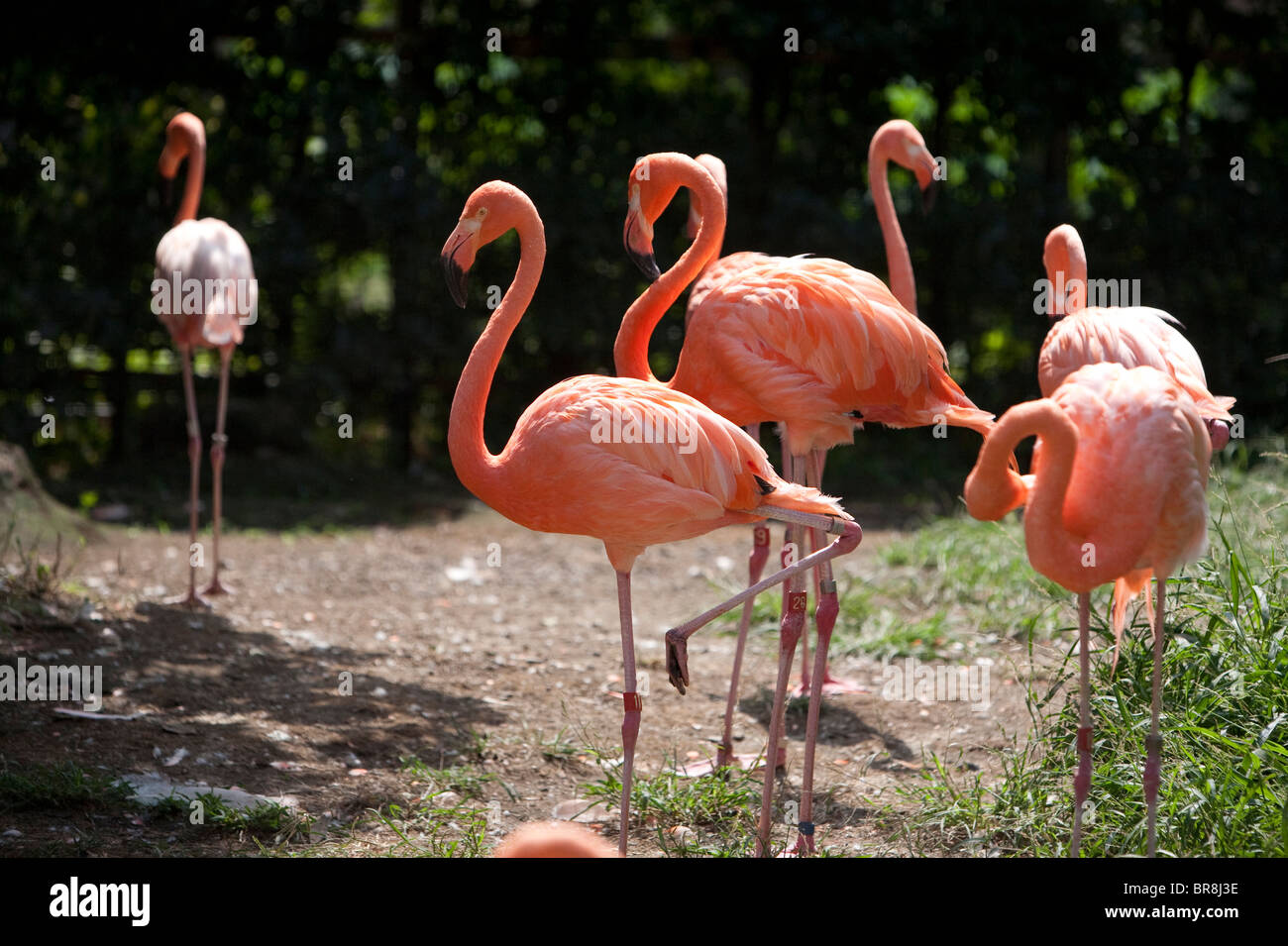Flamingo field hi-res stock photography and images - Alamy