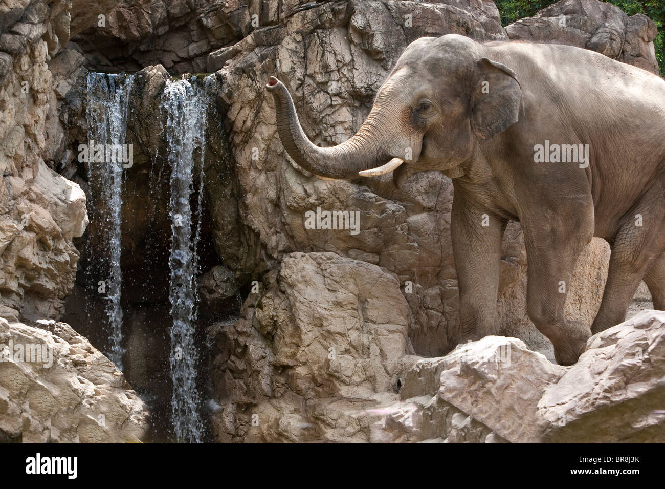 Elephant waterfall hi-res stock photography and images - Alamy