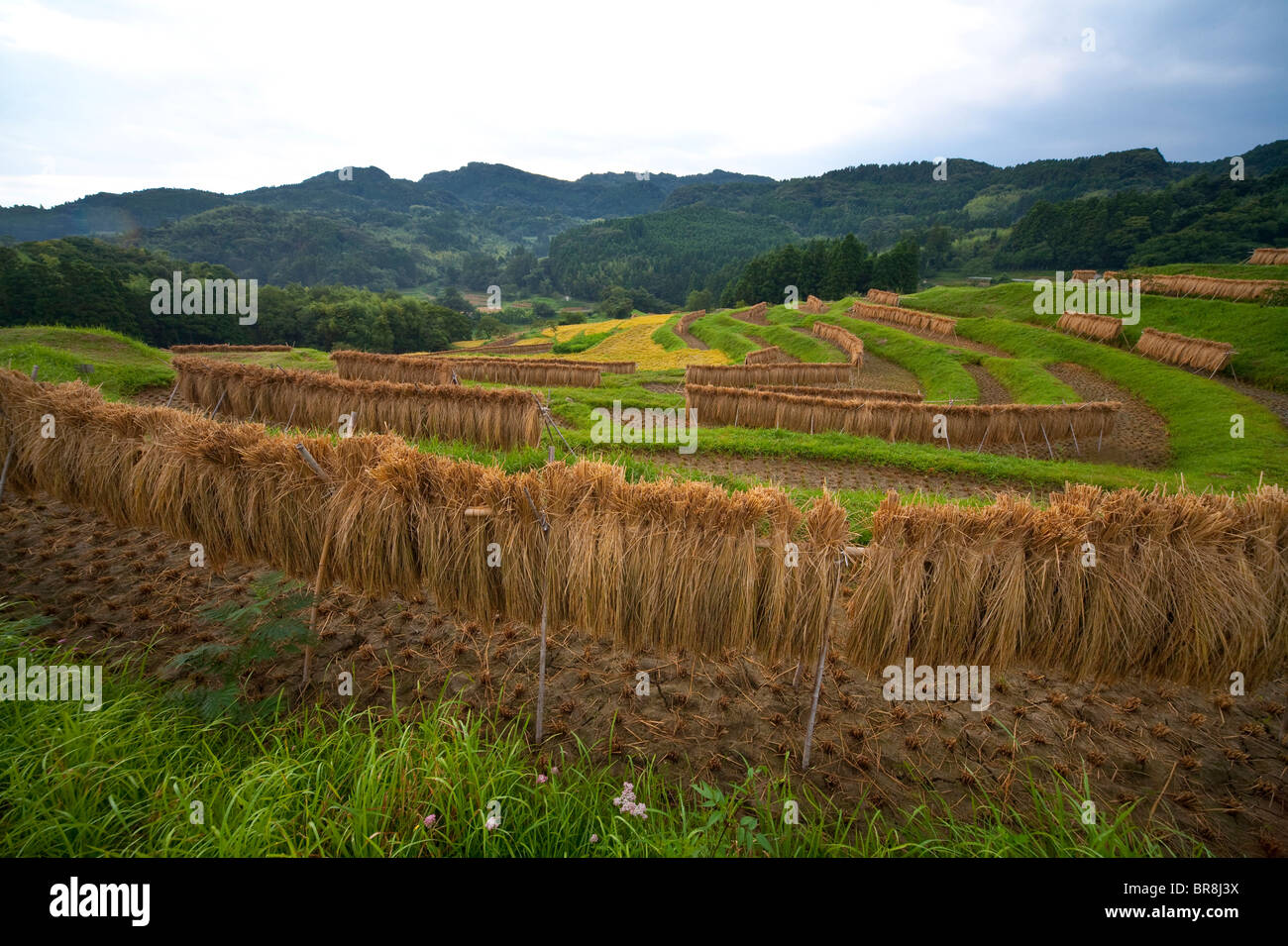 Crops being dried in fields Stock Photo - Alamy