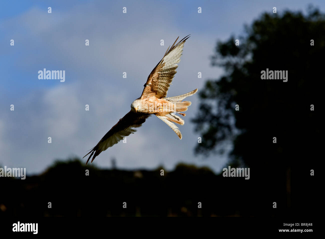Welsh wildlife hi-res stock photography and images - Alamy