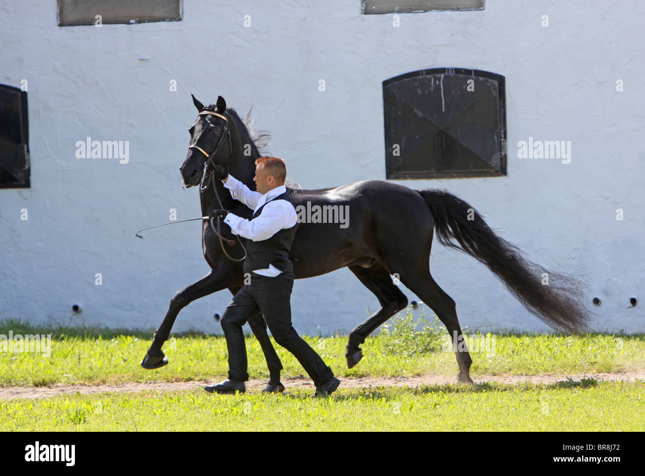 Black Morgan Horse stallion trotting with his handler Stock Photo - Alamy