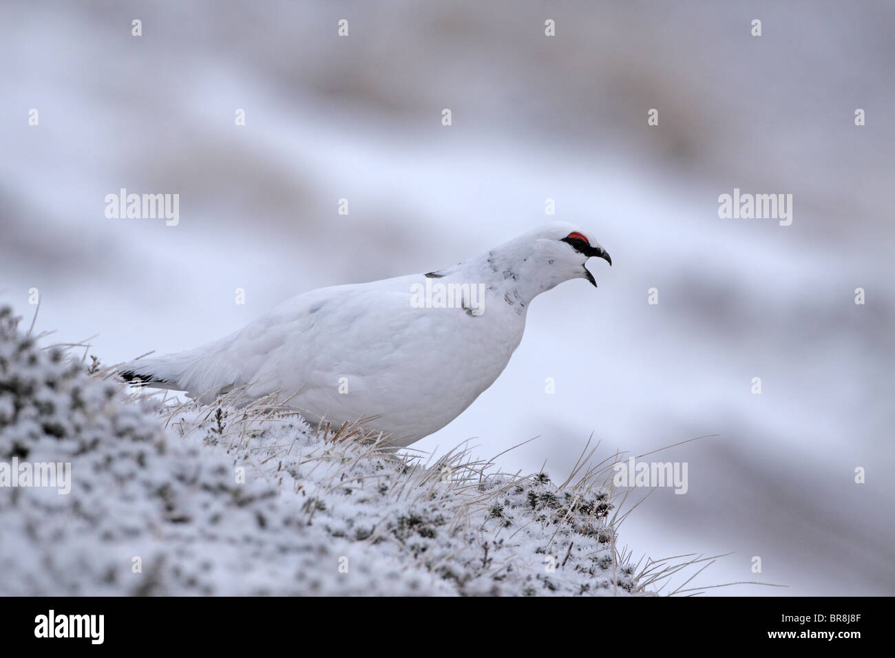 Male Rock Ptarmigan, Lagopus mutus calling Stock Photo - Alamy