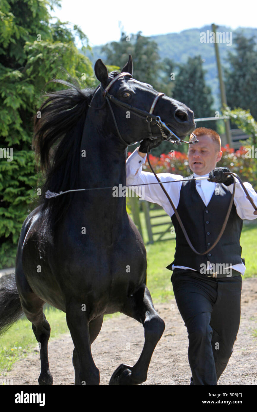 Black Morgan Horse stallion trotting with his handler Stock Photo - Alamy